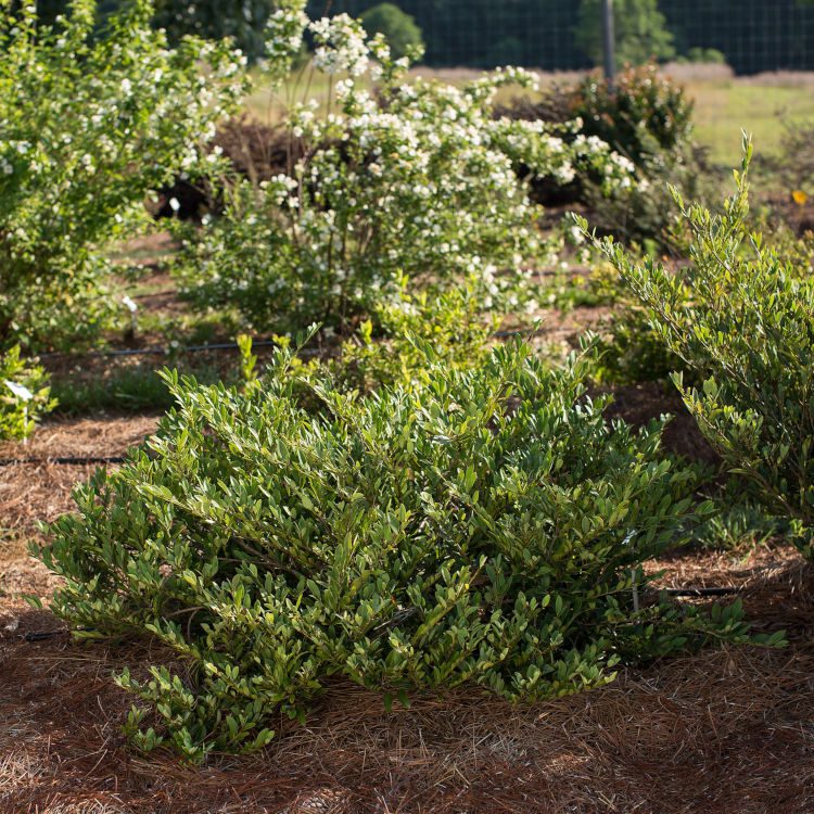 Distylium First Editions® ‘Vintage Jade’ PP23128 | Piedmont Carolina ...