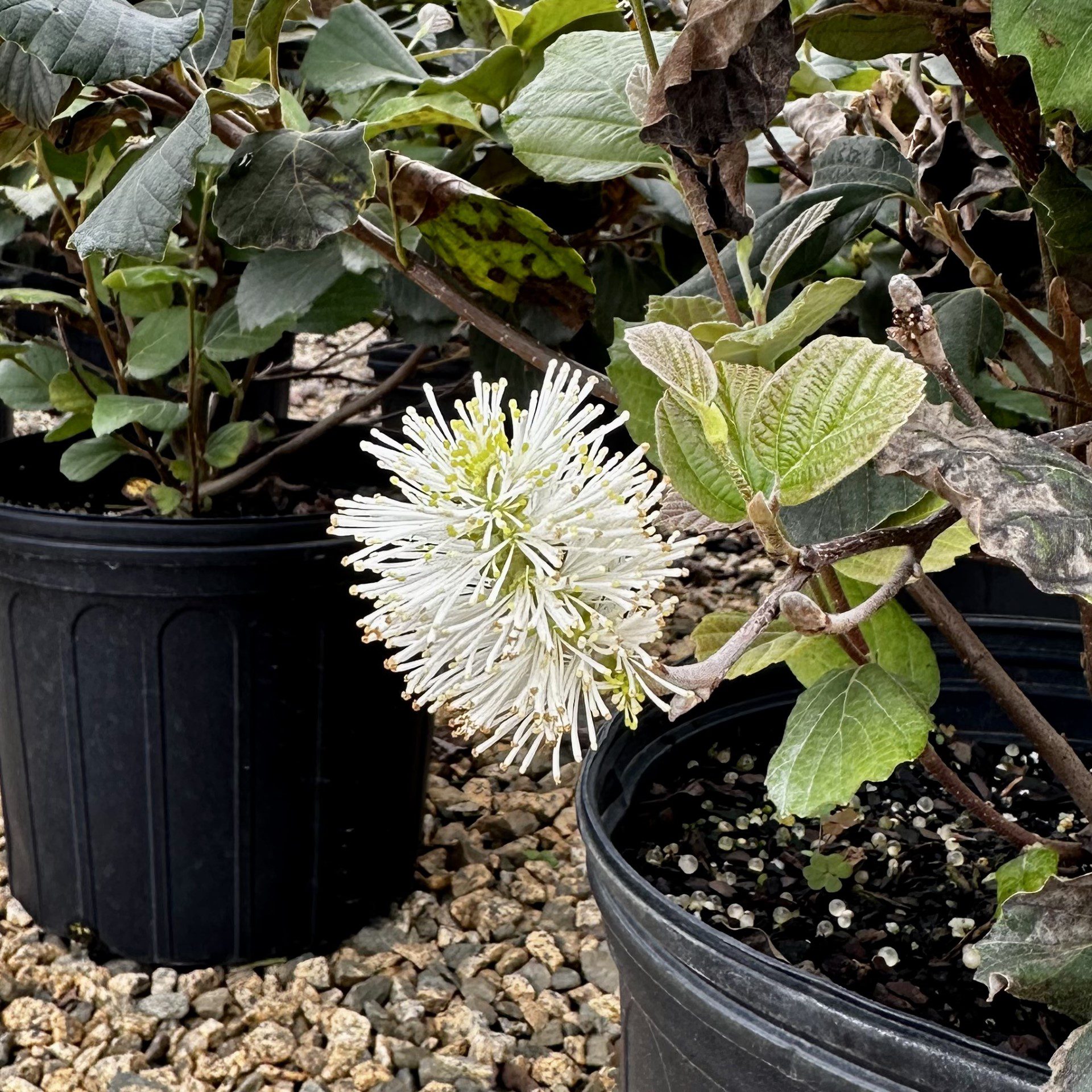 Fothergilla gardenii ‘Mount Airy’ | Piedmont Carolina Nursery