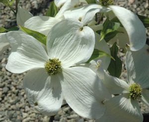 Cornus florida ‘Cherokee Princess’ | Piedmont Carolina Nursery