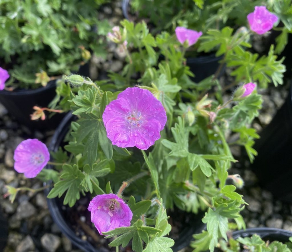 Geranium sanguineum ‘Max Frei’ | Piedmont Carolina Nursery