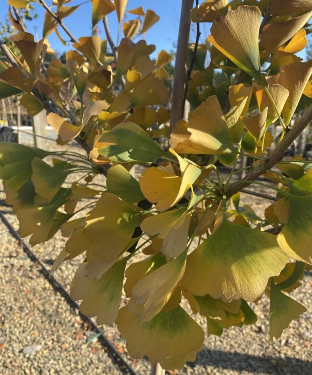 Ginkgo biloba ‘Goldspire™’ PPAF | Piedmont Carolina Nursery