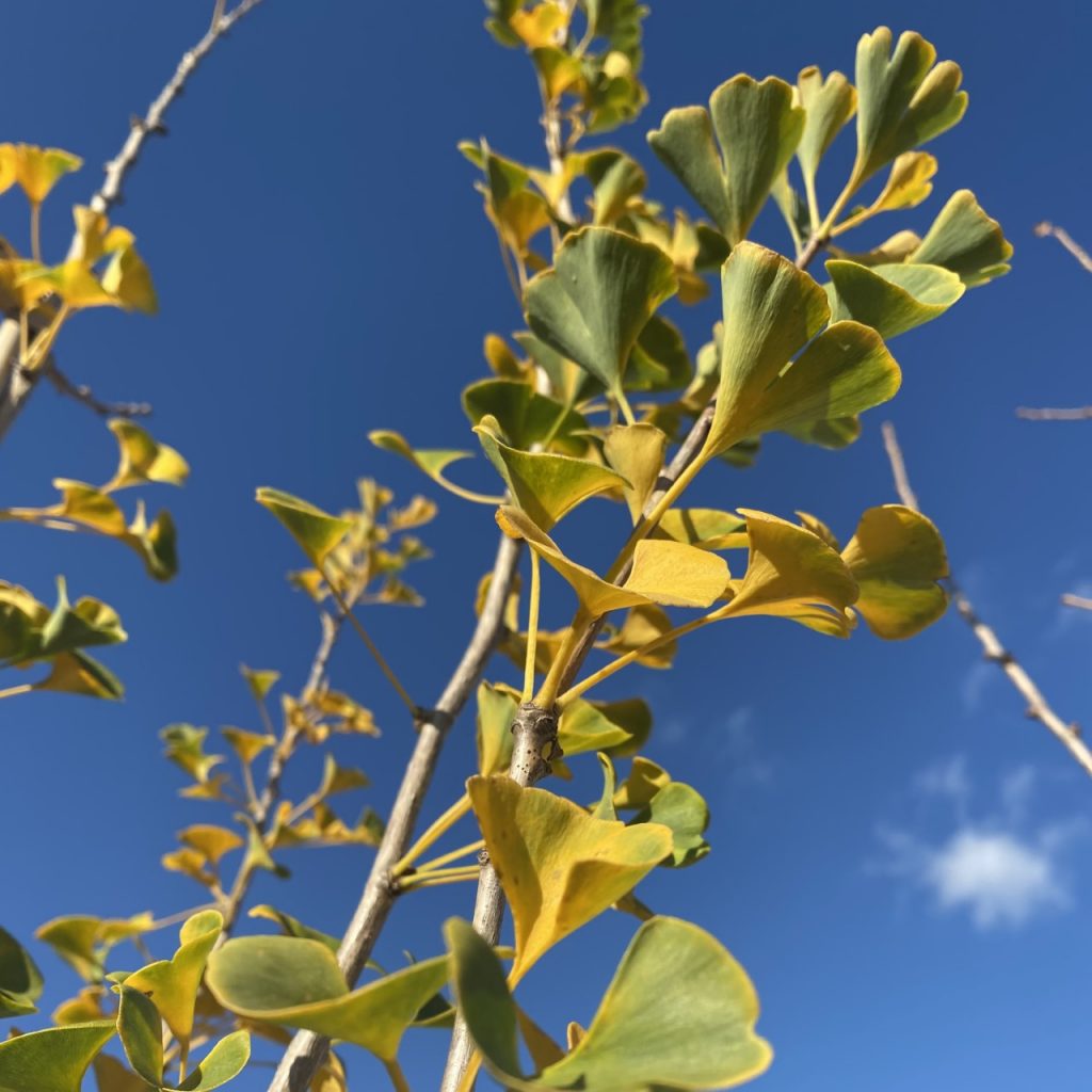 Ginkgo biloba ‘Presidential Gold®’ | Piedmont Carolina Nursery