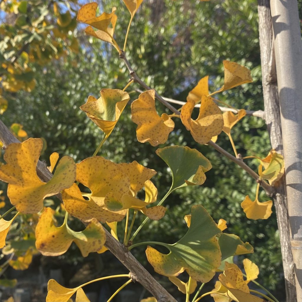 Ginkgo Biloba Princeton Sentry Piedmont Carolina Nursery ginkgo-biloba-princeton-sentry-piedmont-carolina-nursery