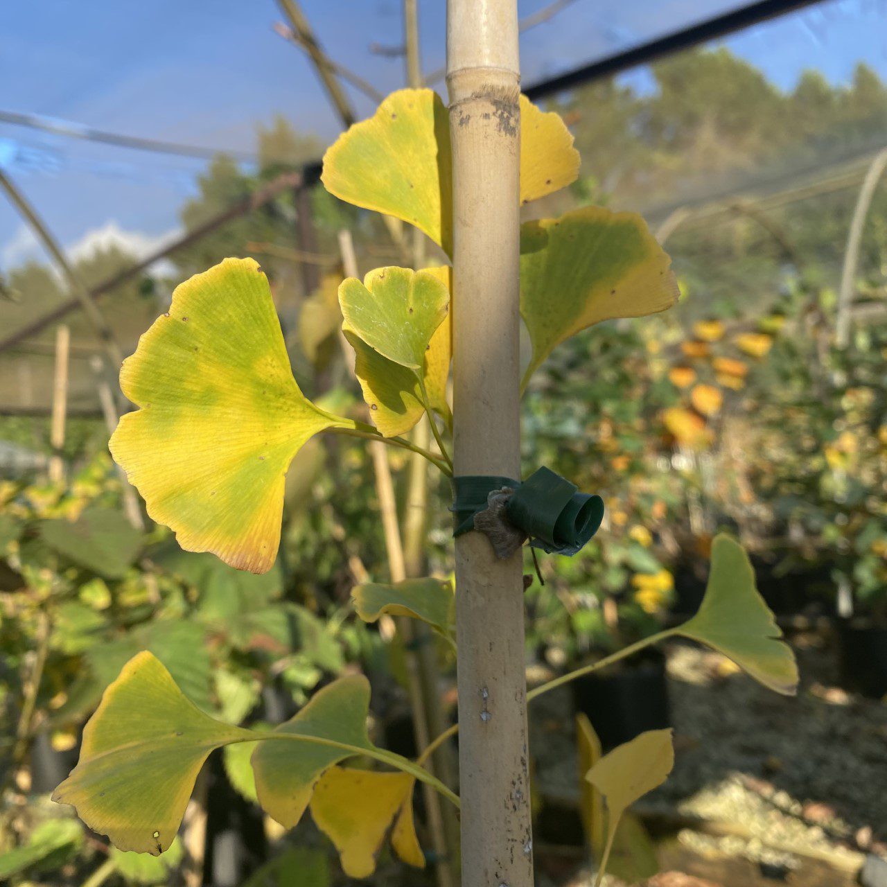 Ginkgo Biloba Sky Tower Piedmont Carolina Nursery Ginkgo Biloba Sky Tower Piedmont Carolina Nursery