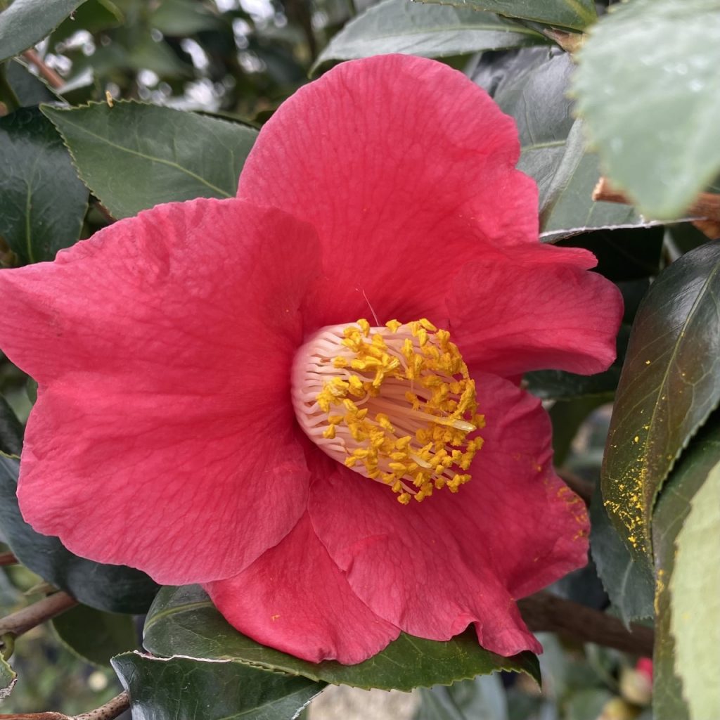 Camellia japonica ‘Spring’s Promise’ | Piedmont Carolina Nursery