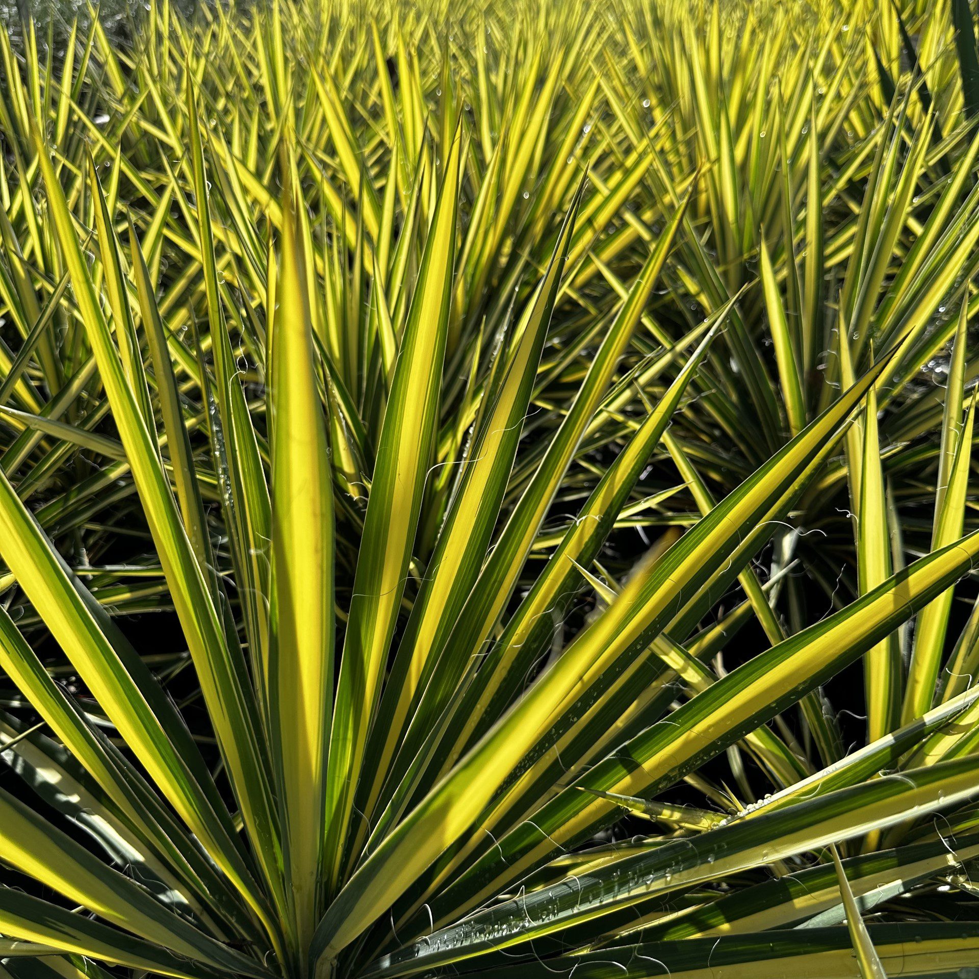 Yucca filamentosa ‘Color Guard’ | Piedmont Carolina Nursery