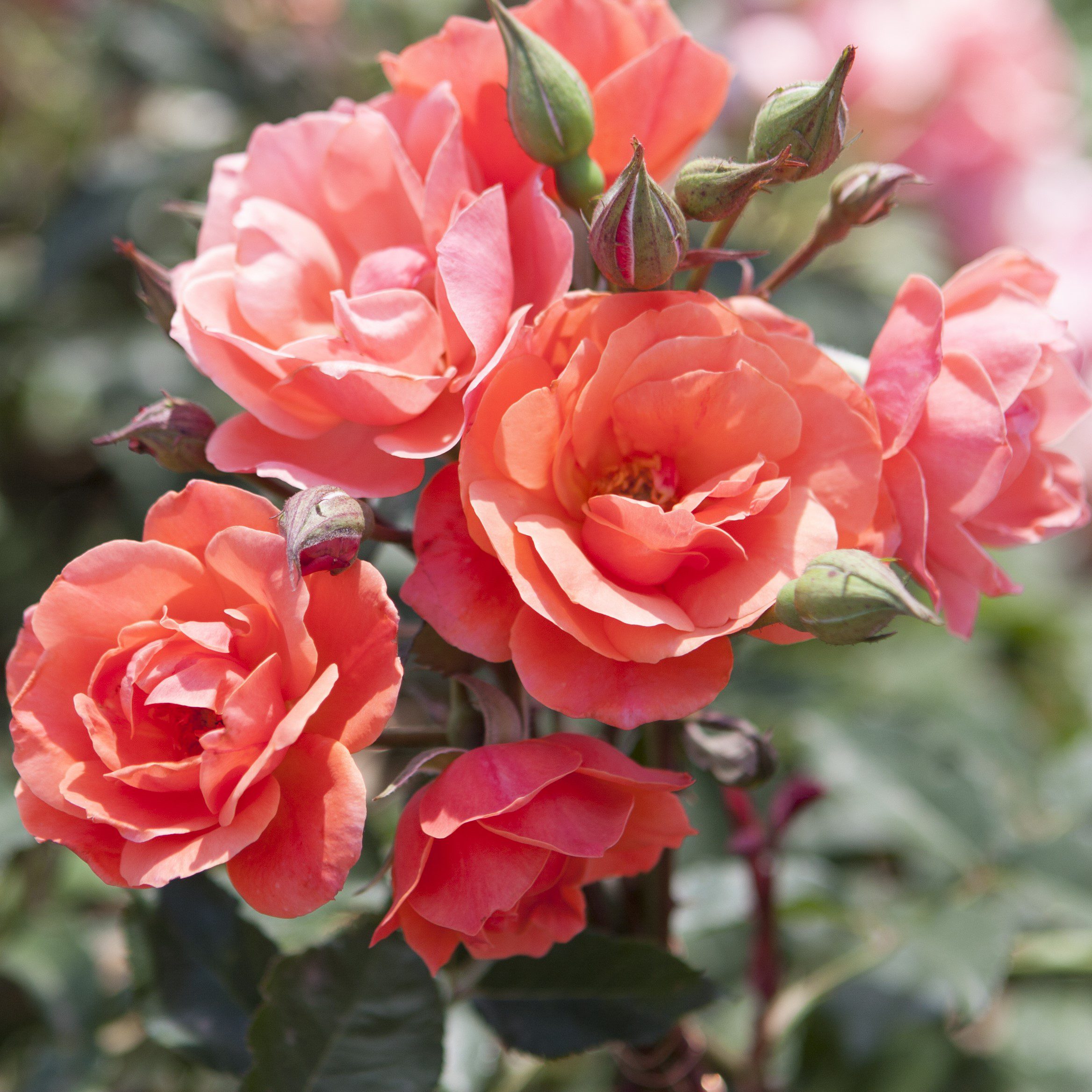 Rosa x ‘Radral’ Coral Knock Out® PP19803 | Piedmont Carolina Nursery