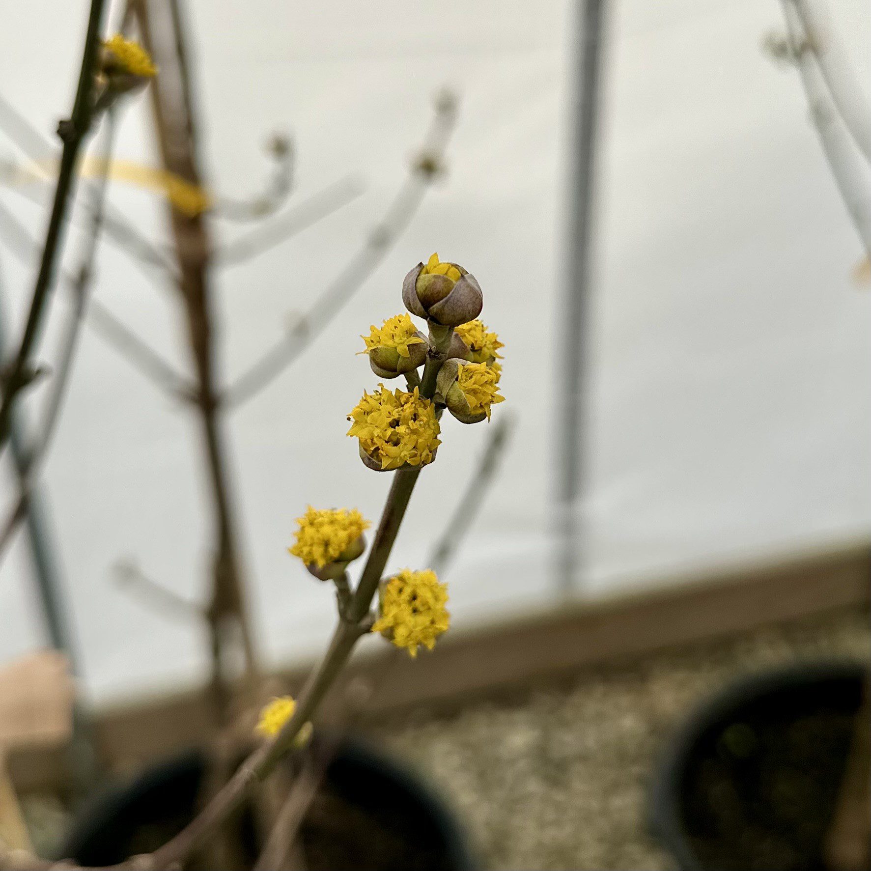 Cornus mas ‘Golden Glory’ | Piedmont Carolina Nursery